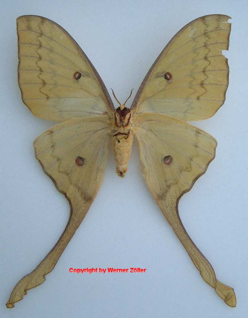 SATURNIIDAE World Homepage für den Saturniidenfreund SATURNIIDAE World Homepage für den Saturniidenfreund